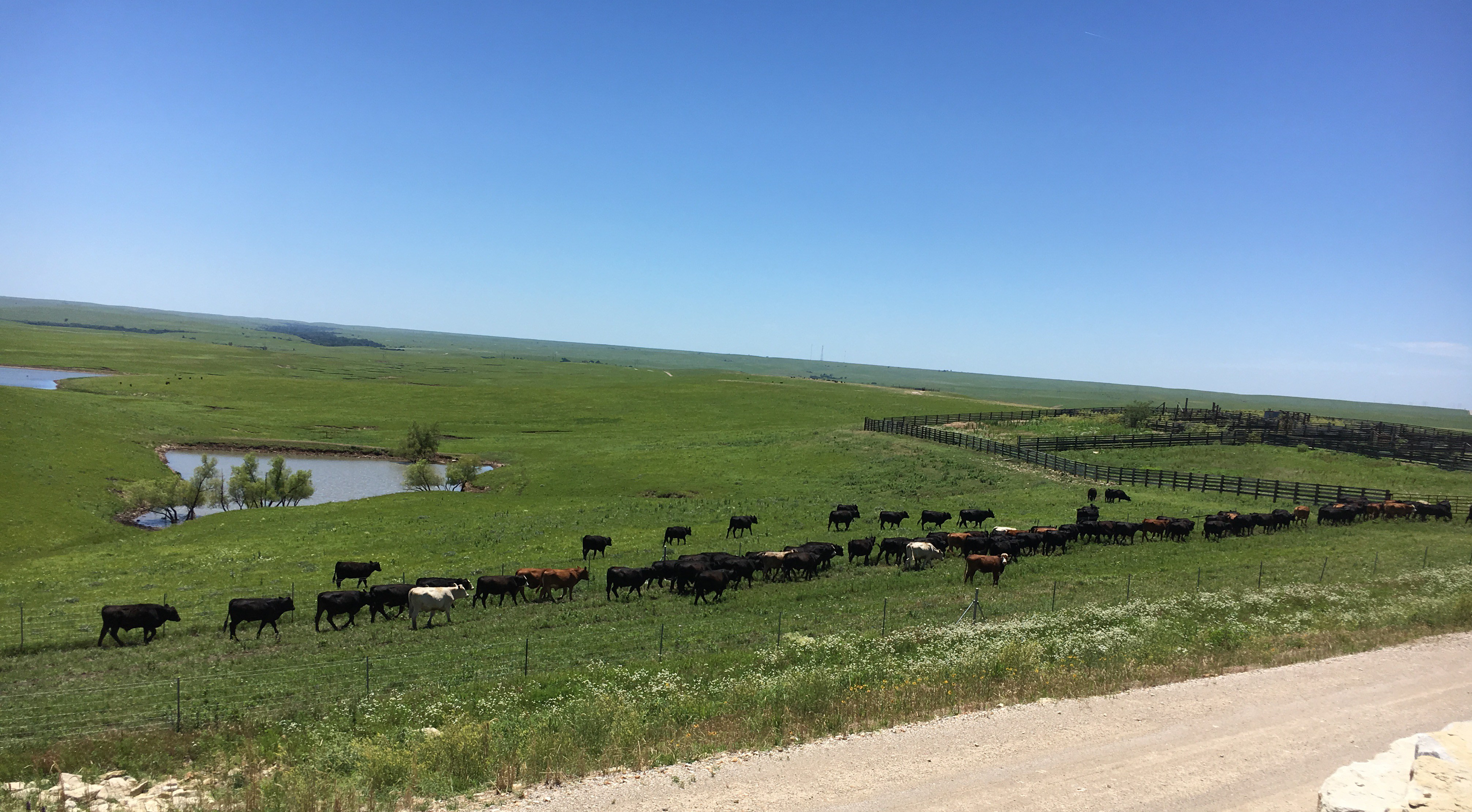 Bazaar Cattle Pens – One Kansas Girl